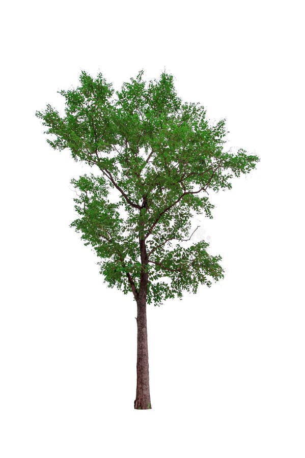 Single Tree Isolated on White Background with Clipping Path Stock Image ...
