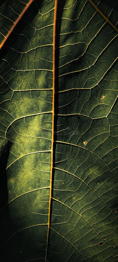 Lateral Patches Stock Photos - Free & Royalty-Free Stock Photos from ...