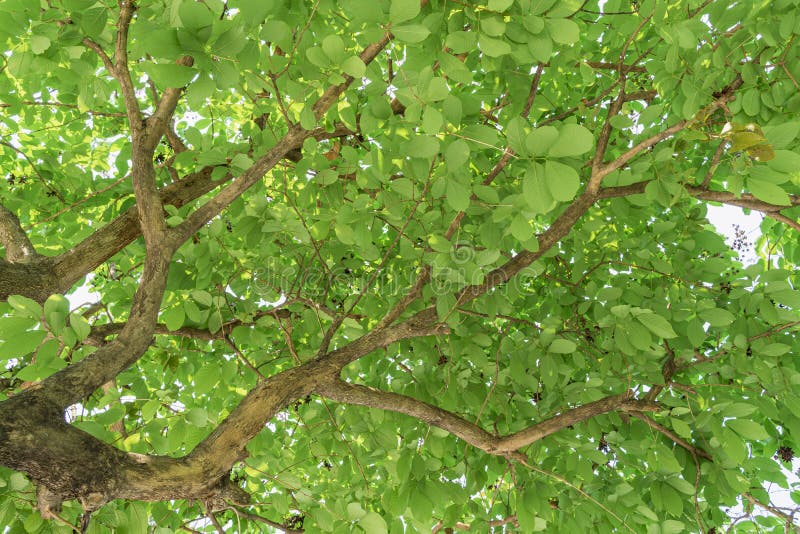 Green Leaf Tree Bottom View Background Stock Photo - Image of park ...