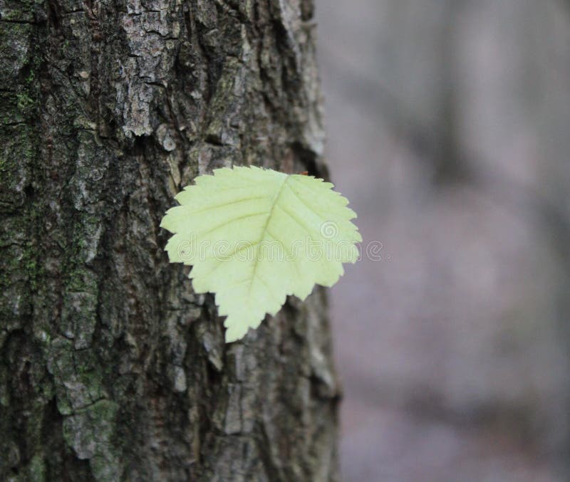 Beautiful Leaf on a Tree in Forest Stock Photo - Image of hungary ...