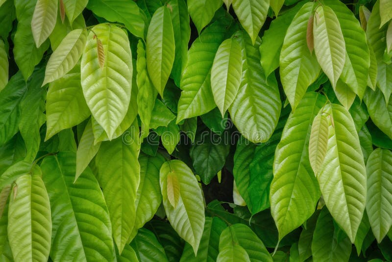 Leaf wall stock image. Image of flower, garden, abstract - 113618881