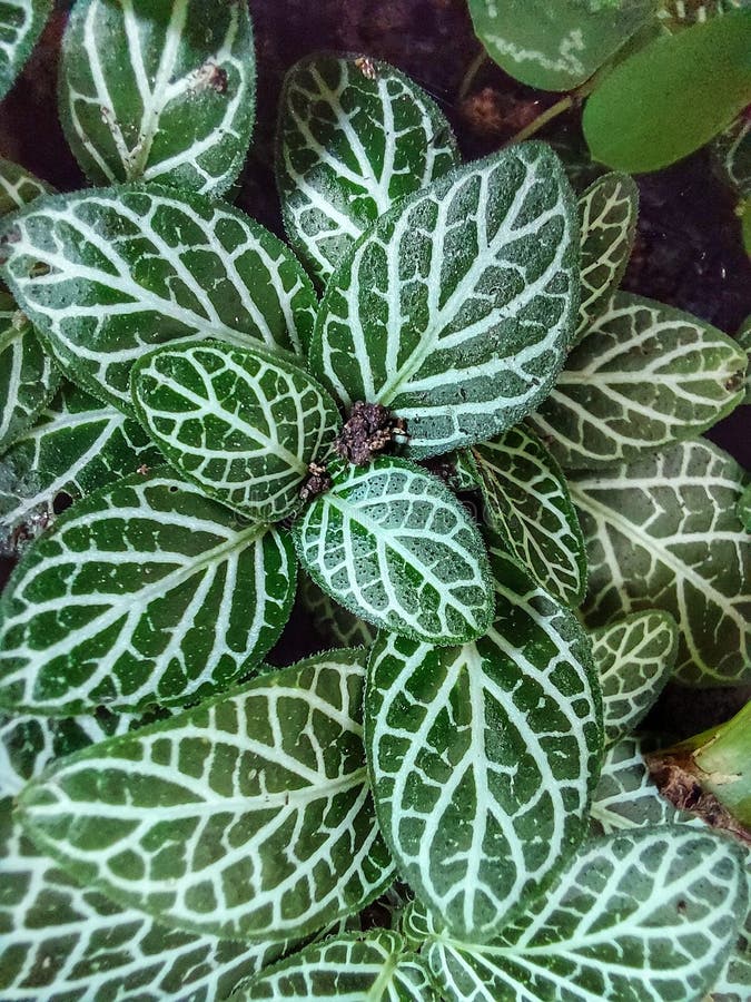 Beautiful Green Leaf with White Strips in it Stock Image - Image of ...