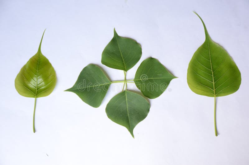 The Beautiful Green Leafe for Indian Plant Stock Photo - Image of ...