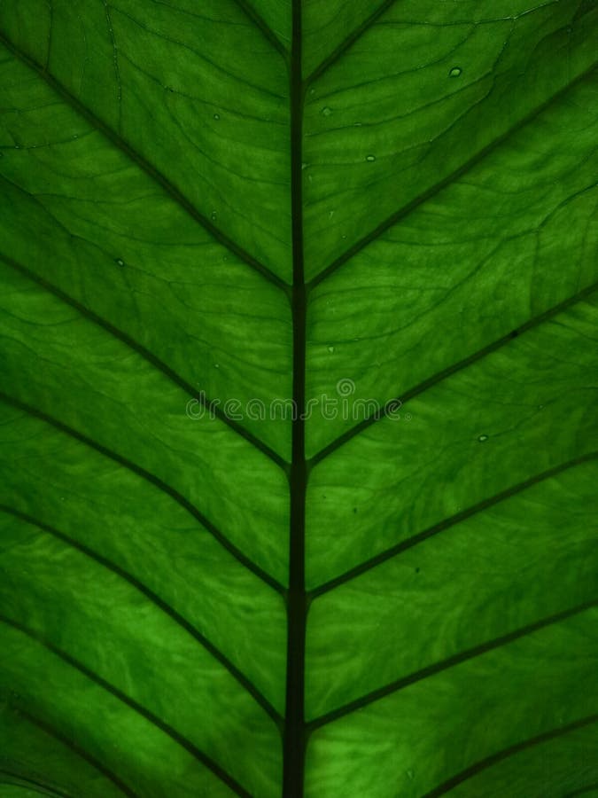 Beautiful Green Leafy Texture Background Stock Photo - Image of petal ...