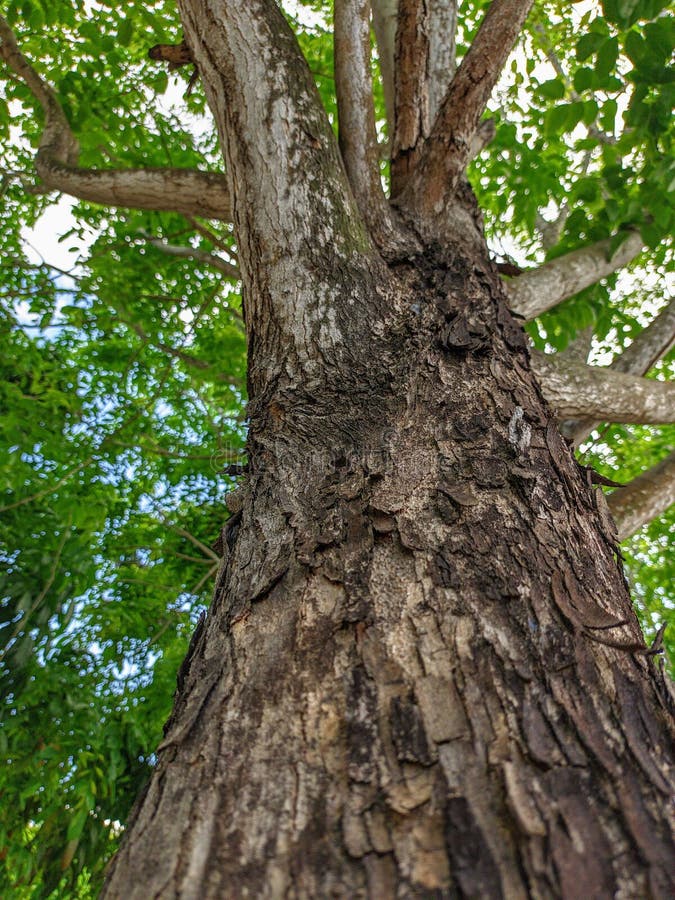 Beautiful Green Leafy Tree Trunks Stock Image - Image of grove, leaf ...