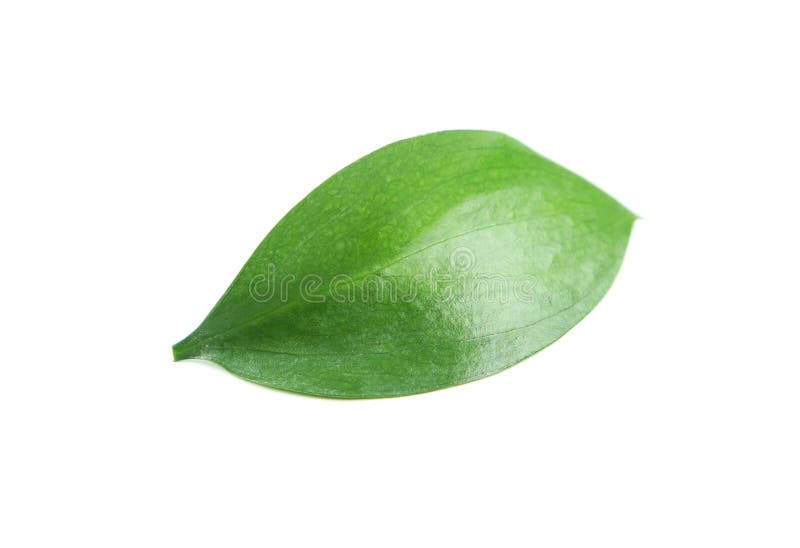 Beautiful Green Leave Isolated on White Stock Image - Image of large ...