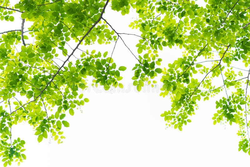 Beautiful Green Leave on White Background Stock Photo - Image of ...