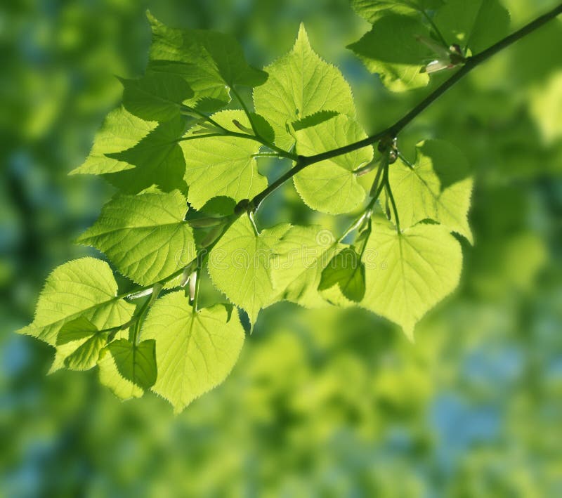 Beautiful Green Leaves on Bright Sun Stock Photo - Image of spring ...