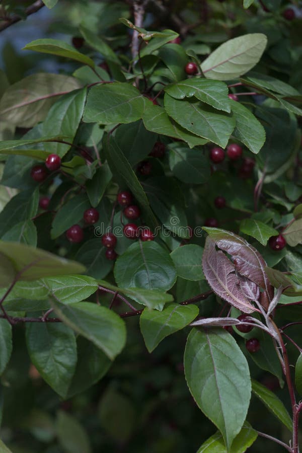 Beautiful Green Leaves and Dark Red Berries. Bush with Berries Stock ...