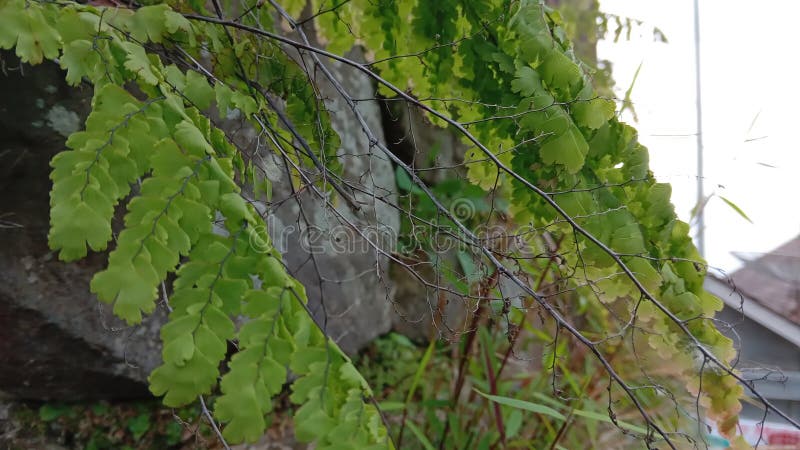 Beautiful Green Leaves with Dry Stems in Indonesian Java Gardenï¿¼ ...