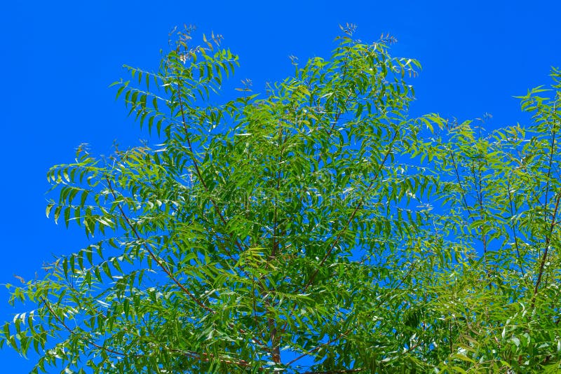 Beautiful Green Leaves of Neem Tree on Blue Sky Background. Stock Photo ...