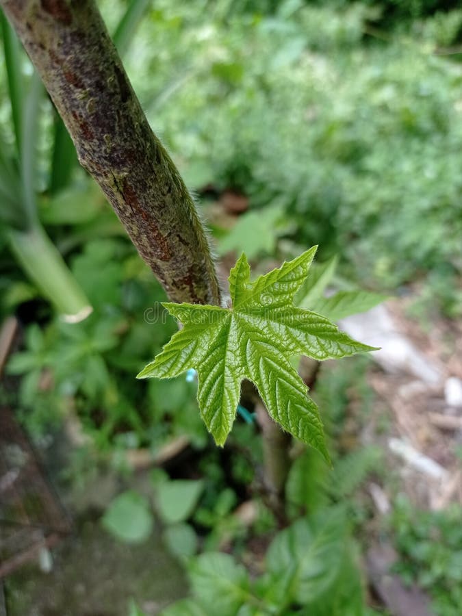 Beautiful Green Leaves with Beautiful Shape Stock Photo - Image of tree ...
