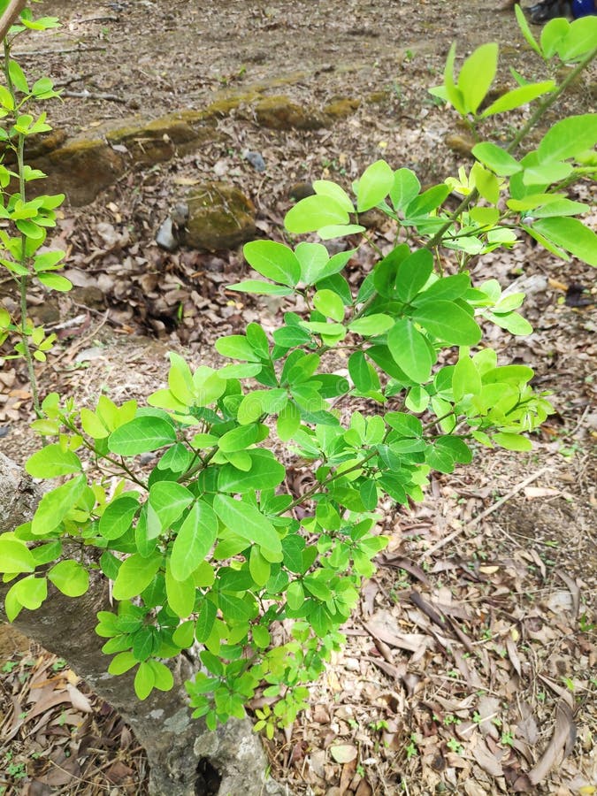 Beautiful Green Leaves Shot Stock Photo - Image of herb, tree: 200252014