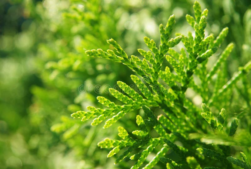 Green leaves of Thuja stock image. Image of freshness - 125396755