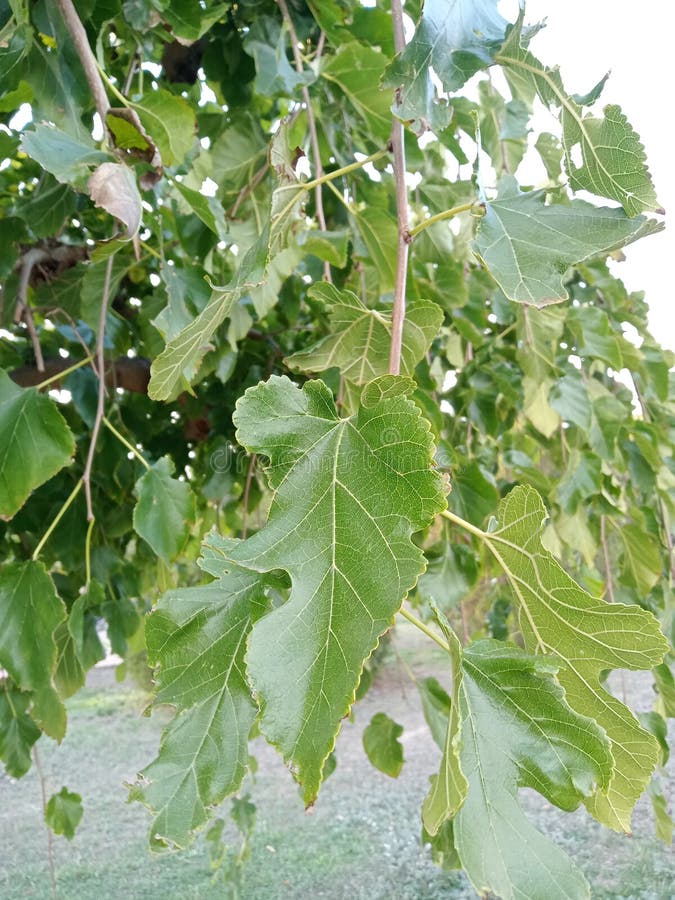 Beautiful Green Leaves on a Tree Stock Photo - Image of green, autumn ...