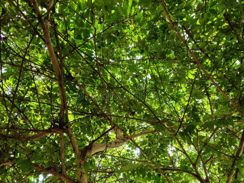 Beautiful Green Leaves of a Tree Captured from Under the Tree Stock ...