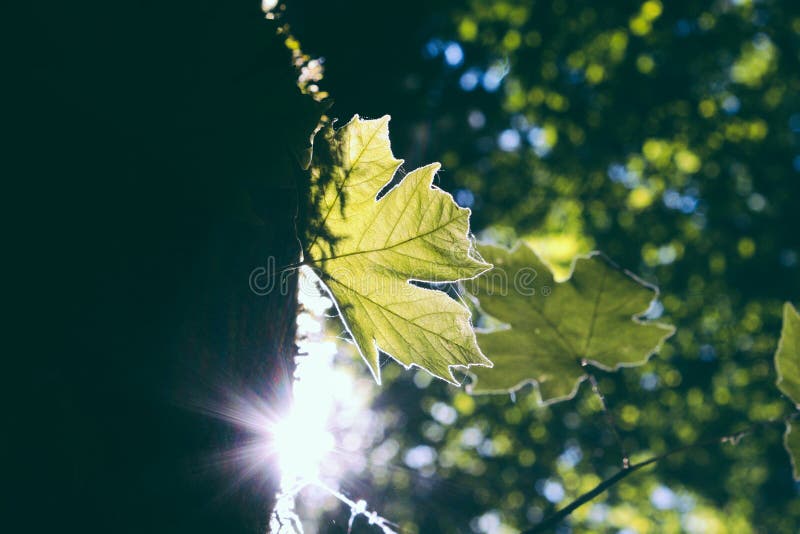 Beautiful Green Leaves on a Tree Stock Image - Image of beautiful ...