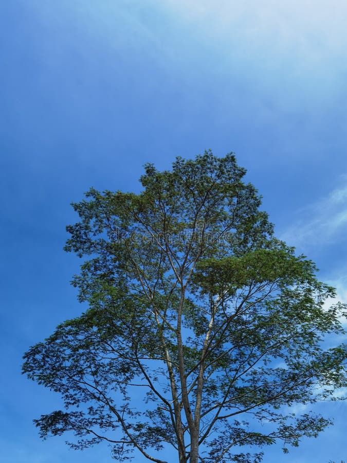 Beautiful Green Leaves of Trees with Blue Sky in the Jungle Stock Image ...