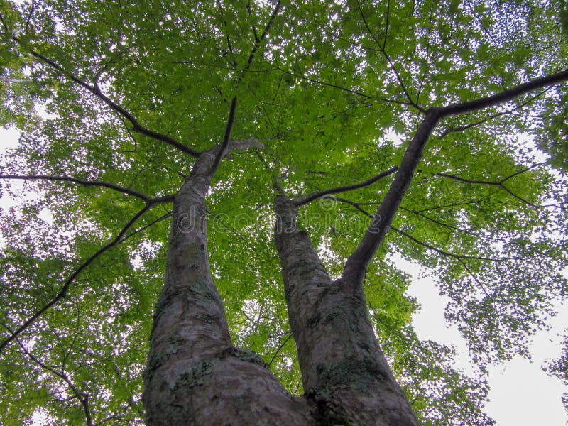 Green limb of tree stock photo. Image of woods, forest - 142469968