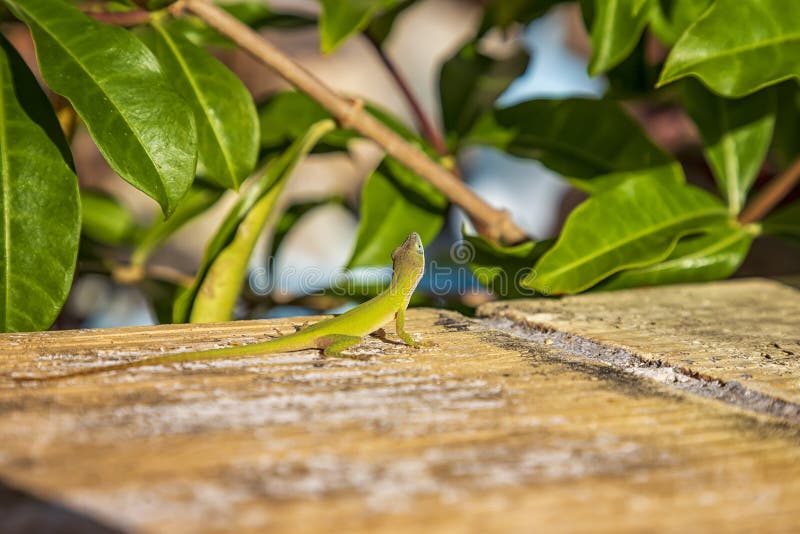 Beautiful Green Lizard in the Garden Stock Image - Image of tropical ...