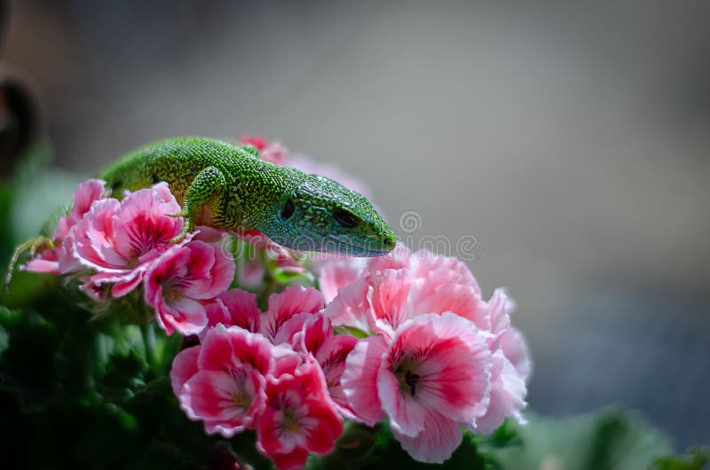 A lizard on a flower stock image. Image of exotic, nature - 56177373