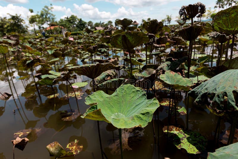 Beautiful green lotus tree stock image. Image of fish - 120269487