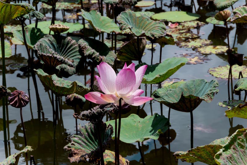 Beautiful Green Lotus Tree In Lotus Pond Stock Image - Image of ...