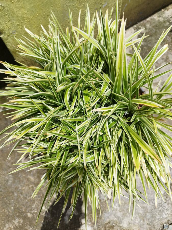 Beautiful Green Lush Flower Trees in the Garden Stock Image - Image of ...