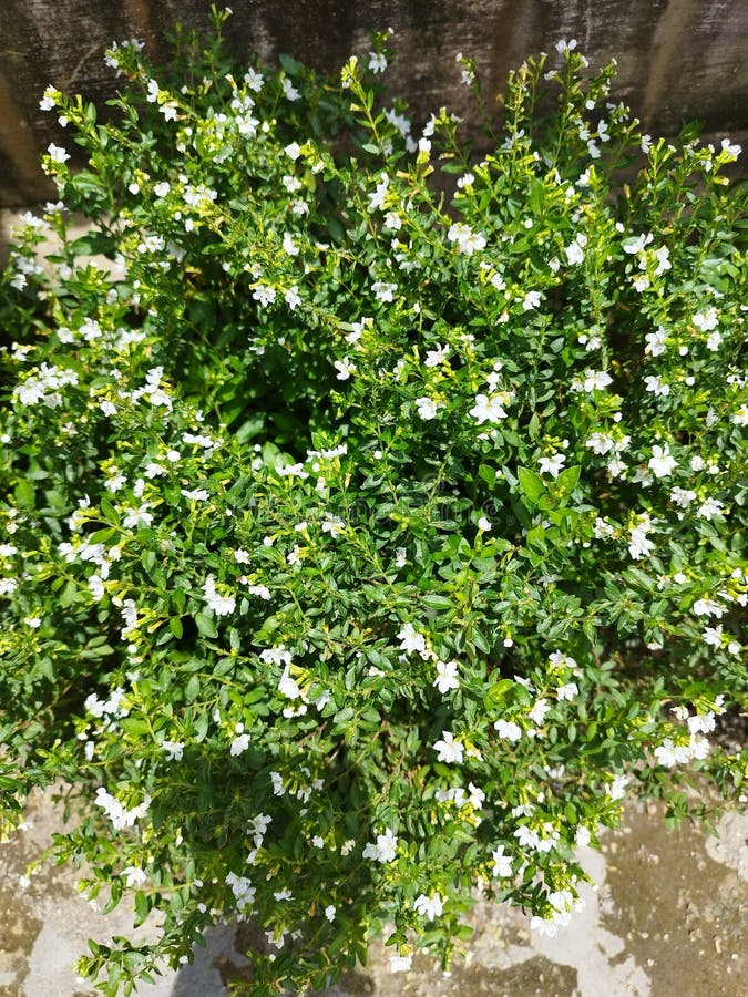 Beautiful Green Lush Flower Trees in the Garden Stock Image - Image of ...