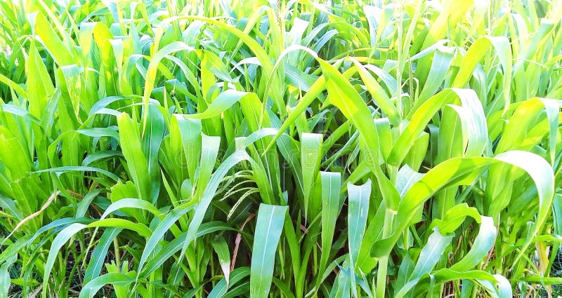 Beautiful Green Maize Crop in Farm Stock Image - Image of beautiful ...
