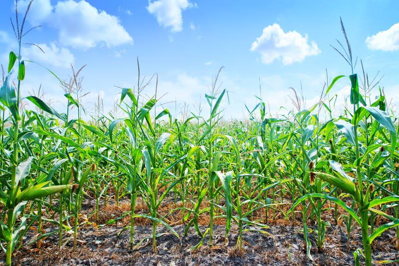 Beautiful Green Maize Field Stock Image - Image of beauty, corn: 60136013
