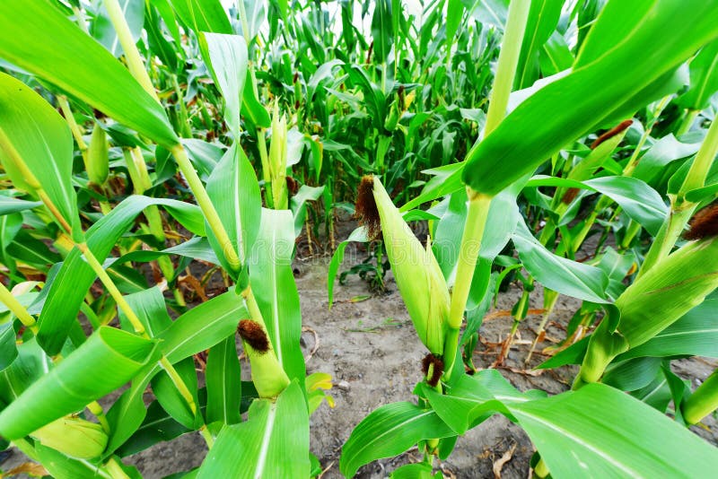 Beautiful Green Maize Field Stock Image - Image of beautiful, farming ...