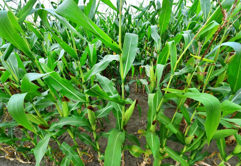 Beautiful Green Maize Field Stock Image - Image of organic, leaf: 60136837