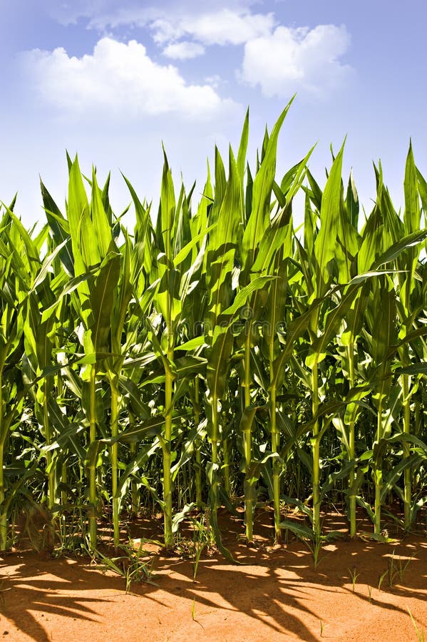 Beautiful Green Maize Growing on the Field Stock Photo - Image of ...