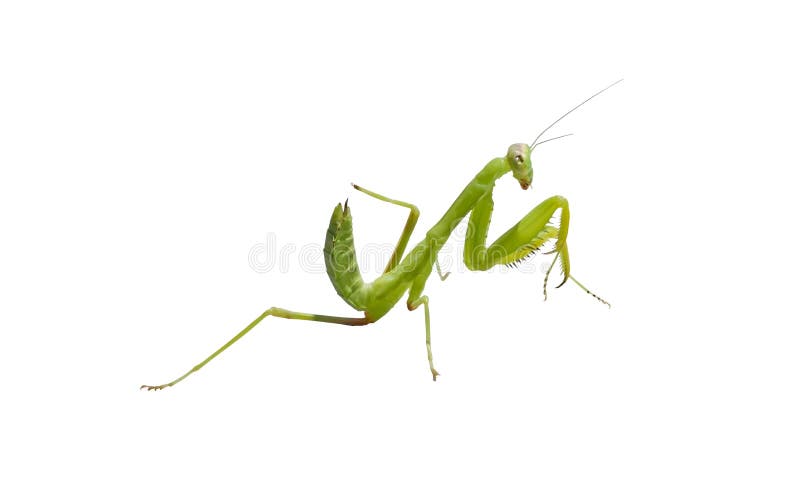 Beautiful mantis on white stock image. Image of wildlife - 123934499