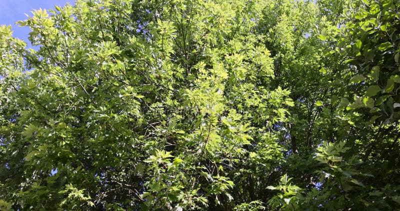 Beautiful Green Maple Foliage in the Summer Season Stock Footage ...