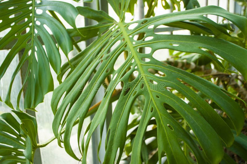Beautiful Green Monstera Leaves Stock Image - Image of botanical ...