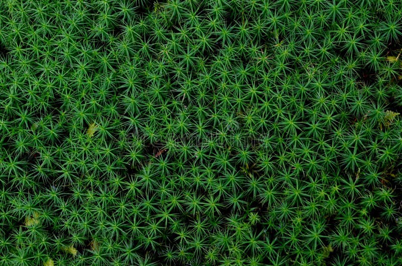 Beautiful Green Moss Background, Natural Green Forest Background Stock ...