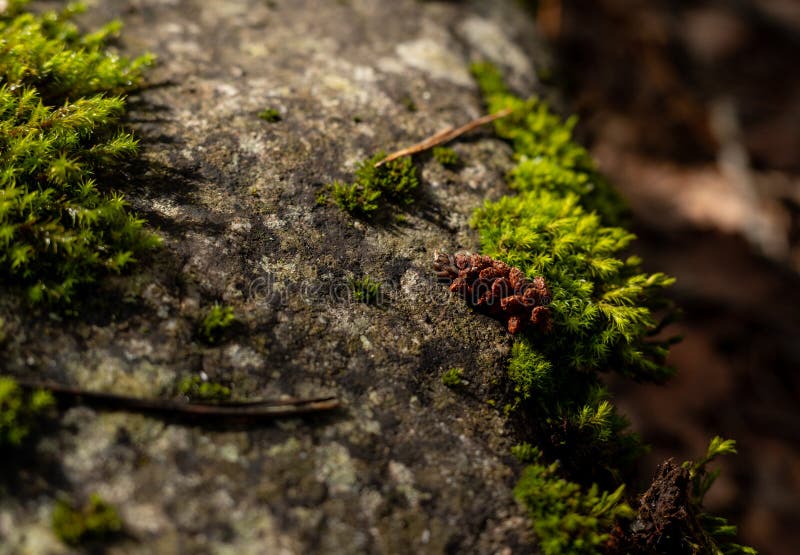 Beautiful Green Moss Close Up, Moss Texture, Moss Abstract Background ...