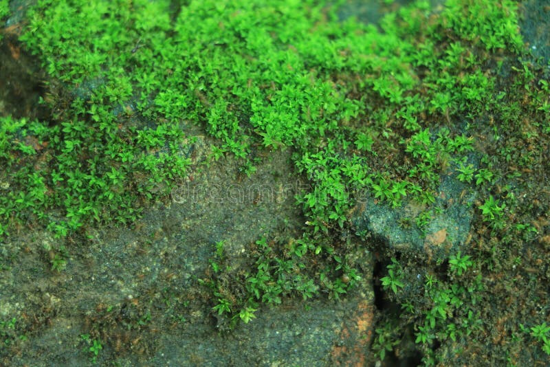 Beautiful Green Moss Close Up, Moss Texture, Moss Abstract Background ...