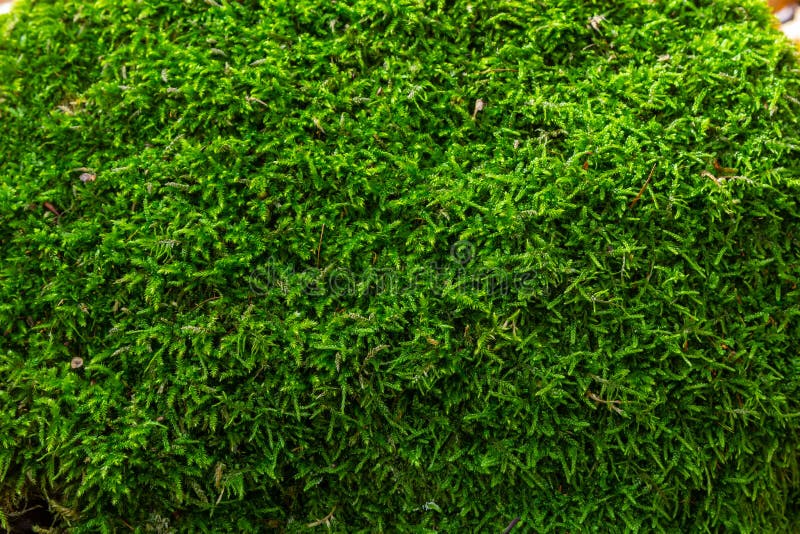 Beautiful Green Moss Close Up, Moss Texture, Moss Abstract Background ...