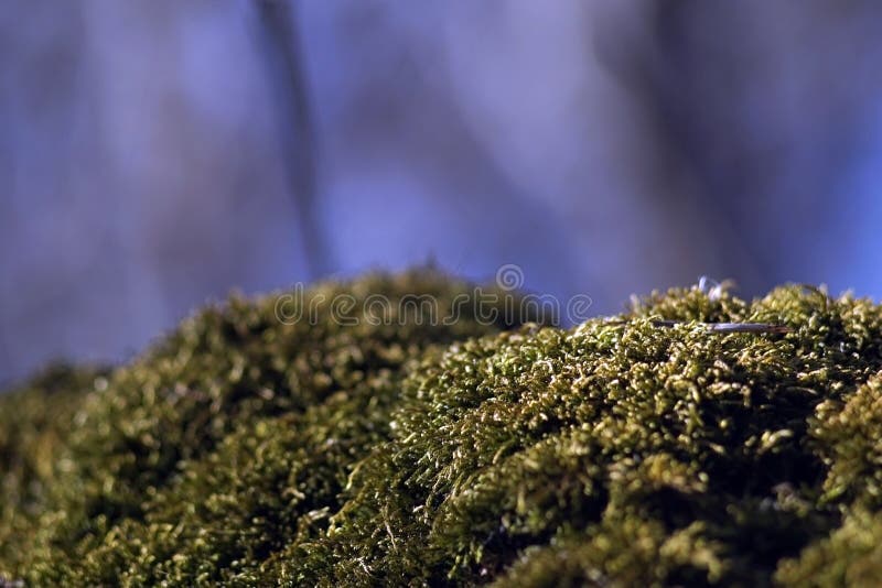 Beautiful Green Moss on the Floor, Moss Closeup, Macro. Beautiful ...