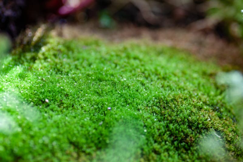 Beautiful Green Moss on the Floor, Moss Closeup, Macro. Beautiful ...
