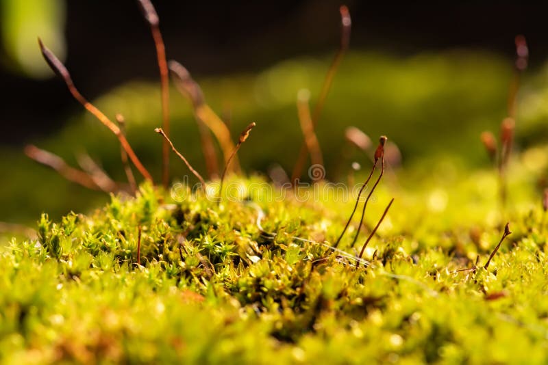 Beautiful Green Moss on the Floor, Moss Closeup, Macro. Beautiful ...