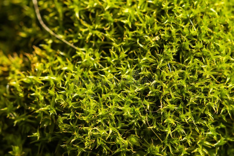 Beautiful Green Moss on the Floor, Moss Closeup, Macro. Beautiful ...