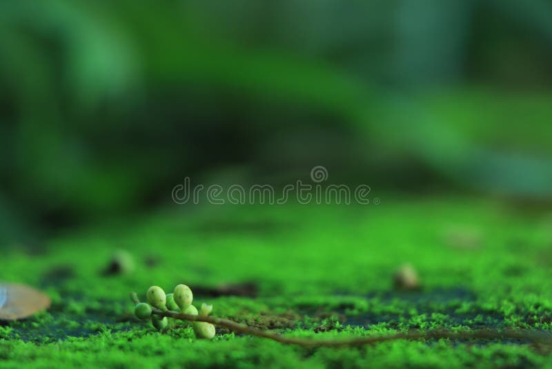 Beautiful Green Moss on the Floor, Moss Closeup, Macro. Beautiful ...