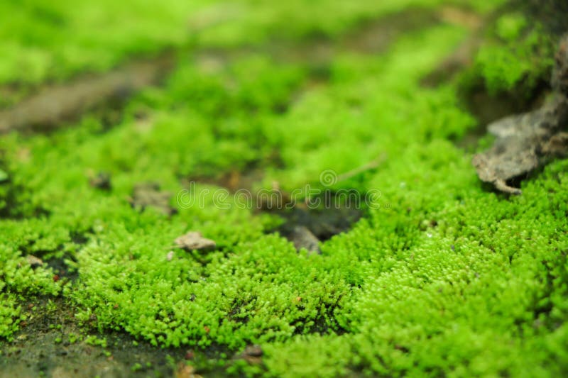 Beautiful Green Moss on the Floor, Moss Closeup, Macro. Beautiful ...