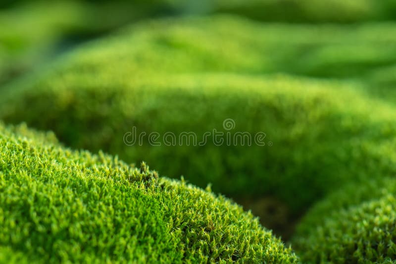 Beautiful Green Moss on the Floor, Moss Closeup, Macro. Beautiful ...