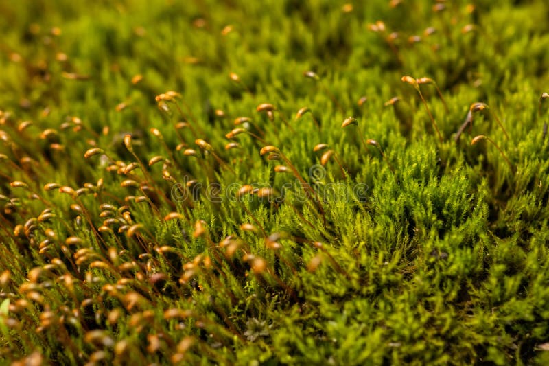 Beautiful Green Moss on the Floor, Moss Closeup, Macro. Beautiful ...