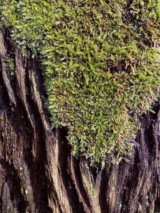 Beautiful Green Moss on the Floor, Moss Closeup, Macro. Beautiful ...